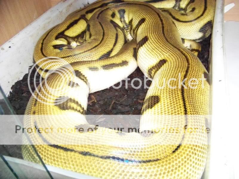 Super tiger retic just laid | Reptile Forums