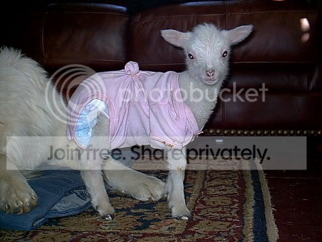 Lamb Diapers | Homesteading Forum
