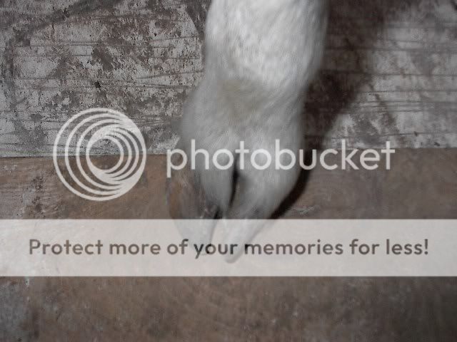Goat Founder - UPDATED foot PICS in #13 | Page 2 | BackYard Chickens ...