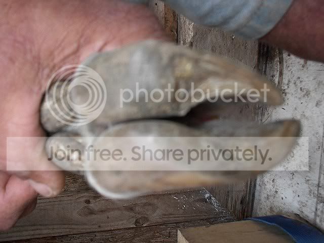 Goat Founder - UPDATED foot PICS in #13 | Page 2 | BackYard Chickens ...