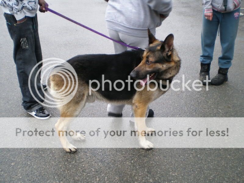 My next foster .......... | German Shepherds Forum