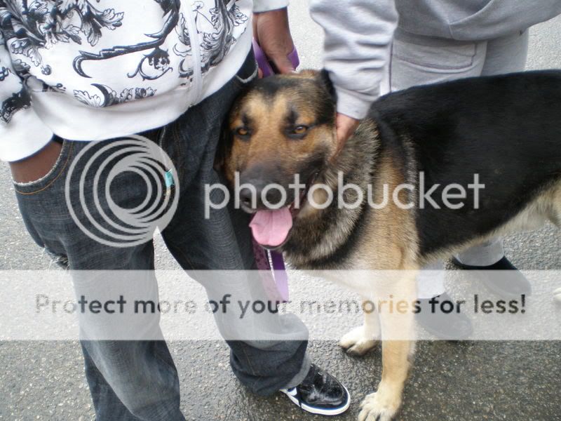 My next foster .......... | German Shepherds Forum