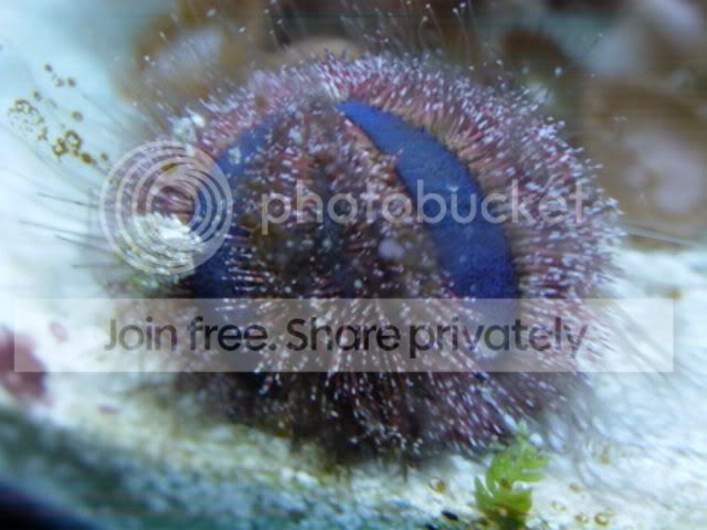 Tuxedo Urchin and Rose Urchin Shots | Reef2Reef