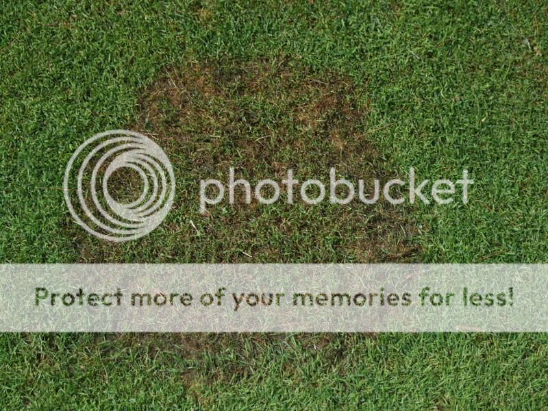 Brown Patch on golf course tee | Lawn Care Forum
