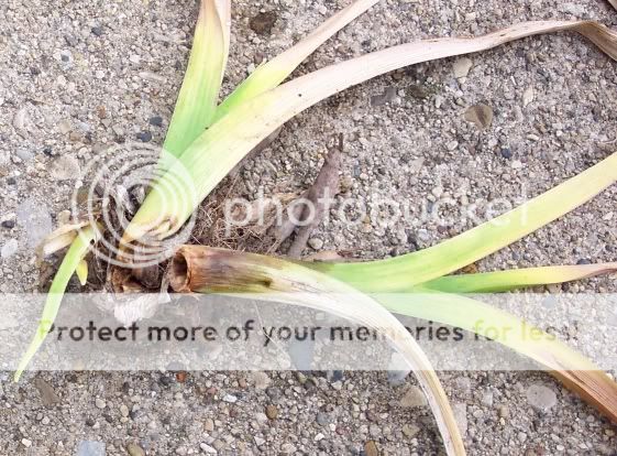 Does anyone have pictures of crown rot?